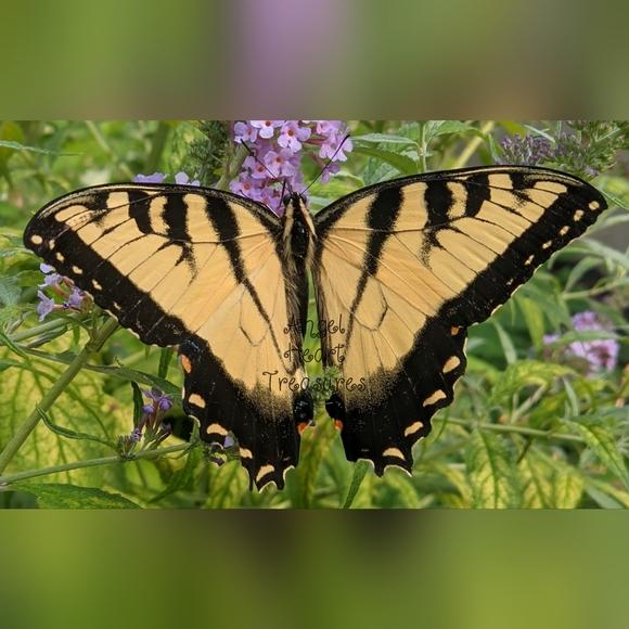 Angel Heart Treasures | Art | Original Photography 5x7 Yellow Tiger ...